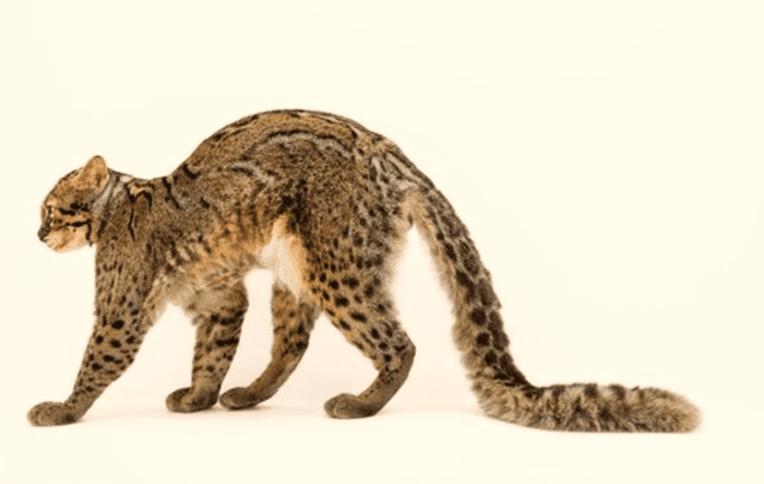 15 Rare Cat Breeds With Unique Features and Characteristics - HubPages