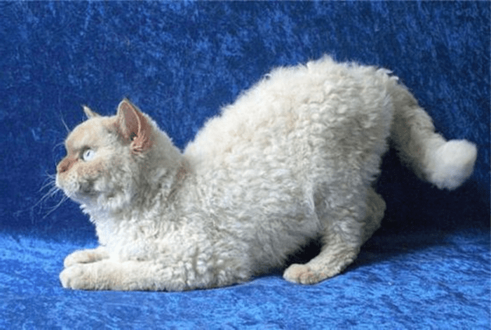 15 Rare Cat Breeds With Unique Features and Characteristics - HubPages