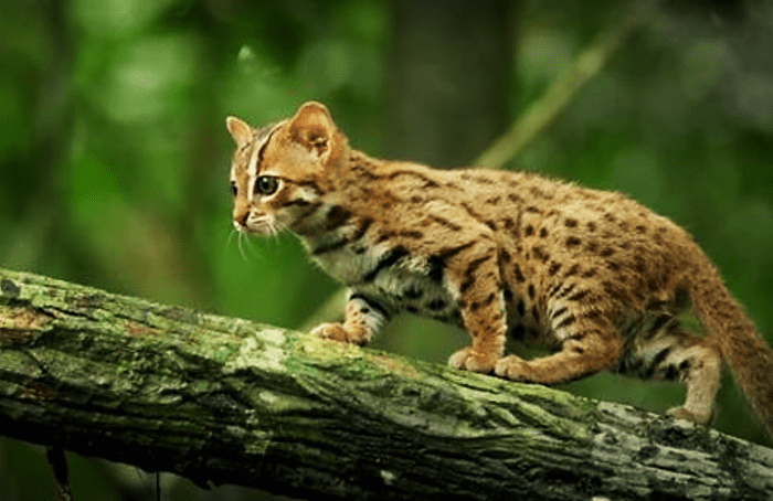 15 Rare Cat Breeds With Unique Features and Characteristics - HubPages