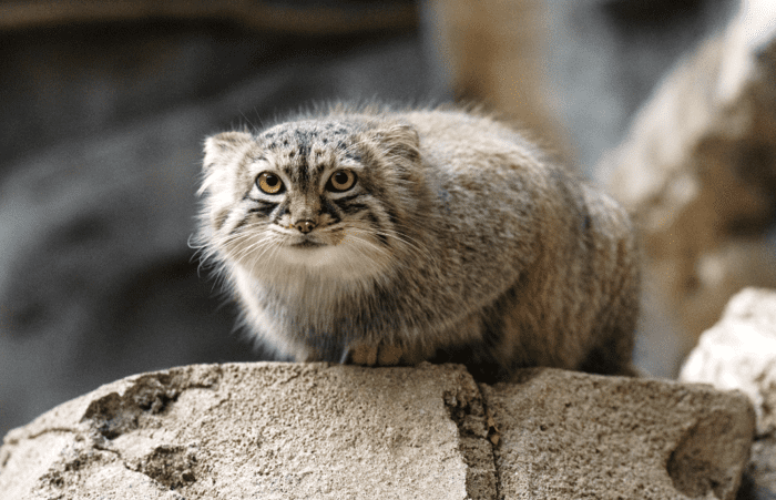 15 Rare Cat Breeds With Unique Features and Characteristics - HubPages