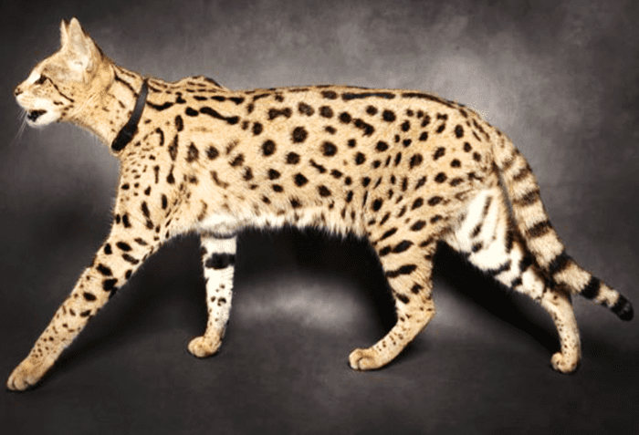 15 Rare Cat Breeds With Unique Features and Characteristics - HubPages