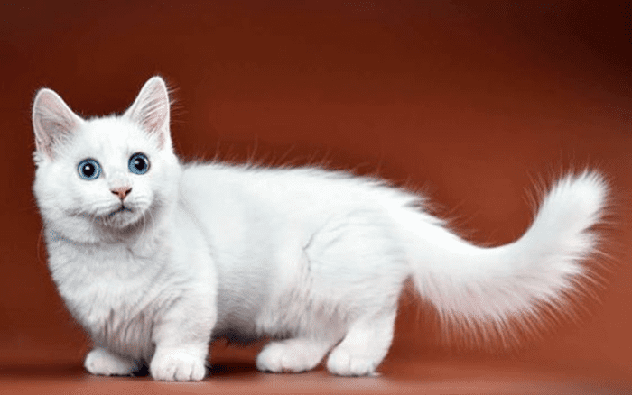 15 Rare Cat Breeds With Unique Features and Characteristics - HubPages
