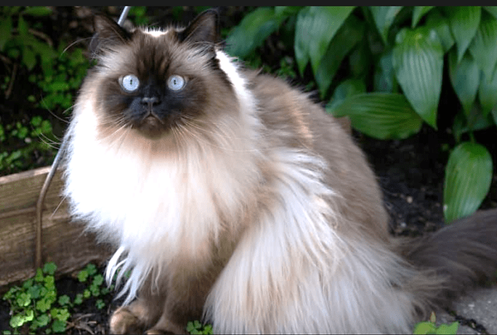 17 Kinds of Cat That Look Like Other Animals - HubPages