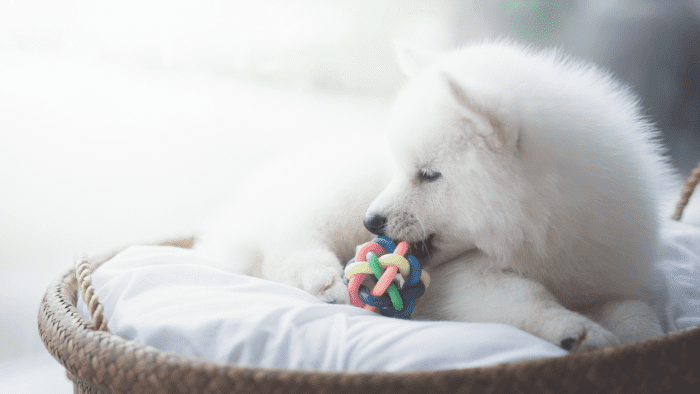 The White Siberian Husky: Genetics, Breed Traits, and More - PetHelpful