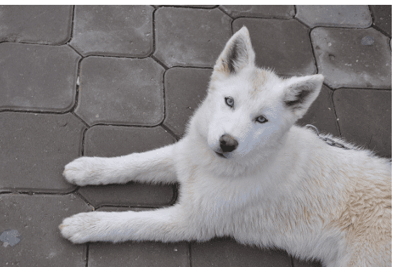 The White Siberian Husky: Genetics, Breed Traits, and More - PetHelpful