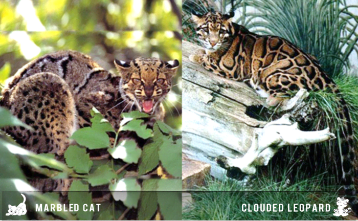 17 Kinds of Cat That Look Like Other Animals - HubPages