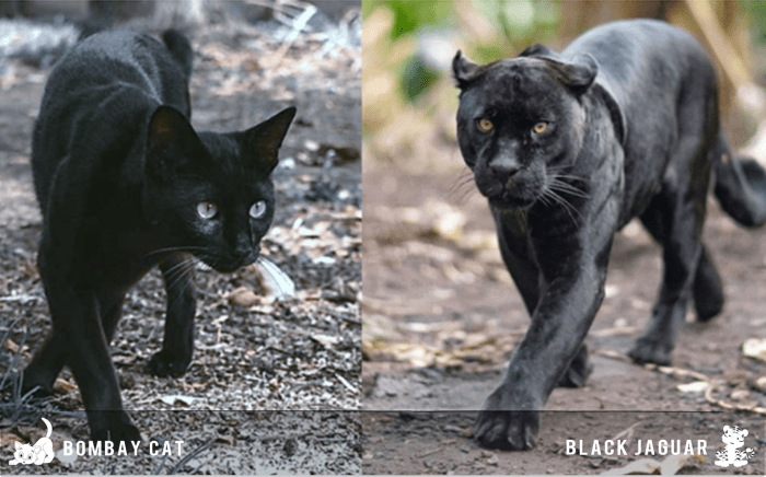 17 Kinds of Cat That Look Like Other Animals - HubPages