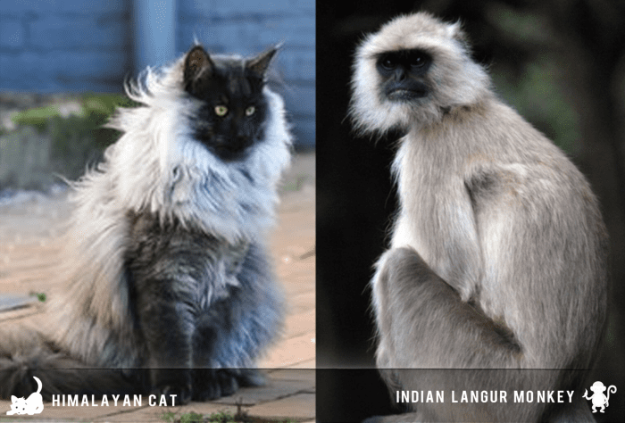 17 Kinds of Cat That Look Like Other Animals - HubPages