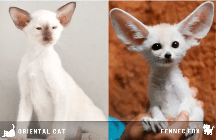 17 Kinds of Cat That Look Like Other Animals - HubPages