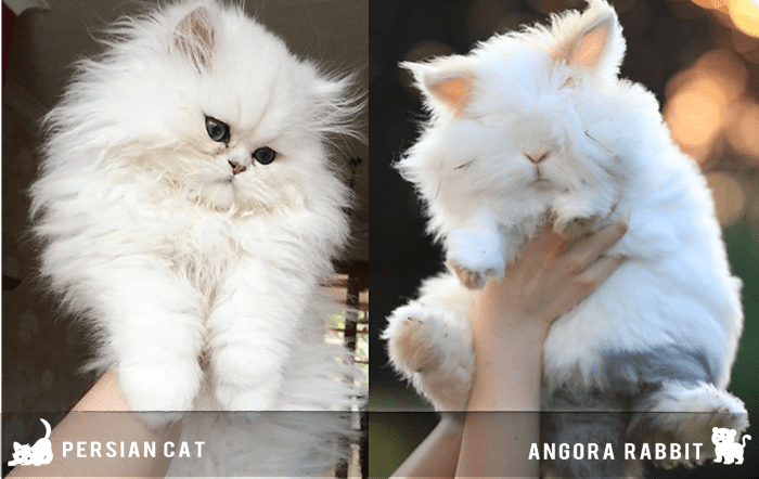 17 Kinds of Cat That Look Like Other Animals - HubPages