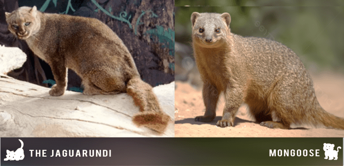 20 Cats That Look Like Wild Animals - HubPages