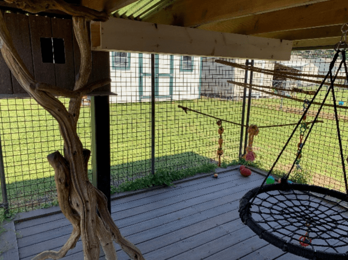 How to Take Care of a Pet Kinkajou - HubPages