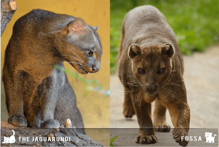 20 Cats That Look Like Wild Animals - HubPages