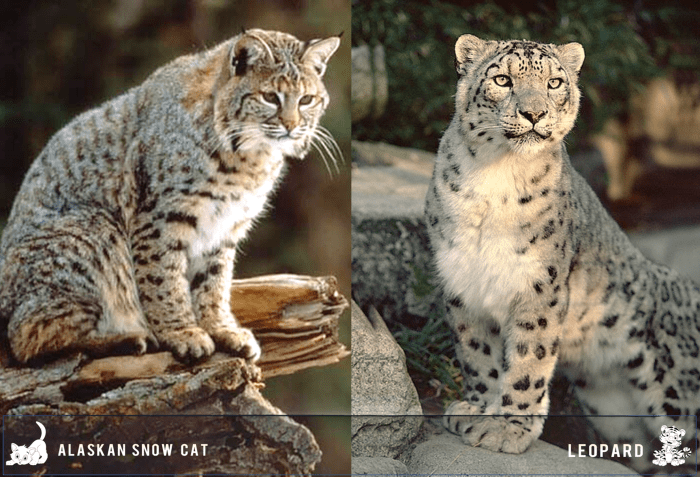 17 Kinds of Cat That Look Like Other Animals - HubPages