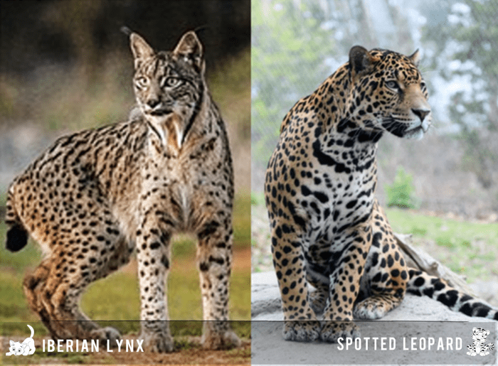 17 Kinds of Cat That Look Like Other Animals - HubPages