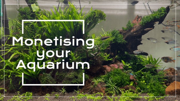 Turning Passion into Profit: 7 Ways to Monetize Your Aquarium Hobby ...