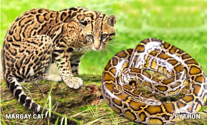 17 Kinds of Cat That Look Like Other Animals - HubPages