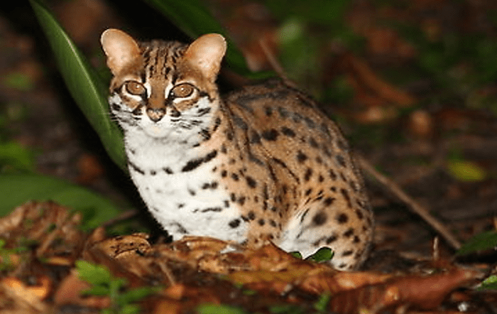 11 Largest Domestic Cat Breeds in the World - HubPages