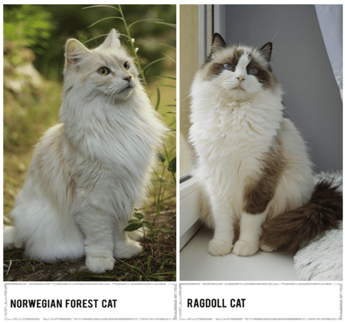 11 Largest Domestic Cat Breeds in the World - HubPages