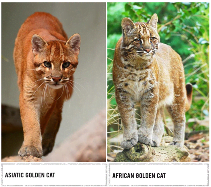 11 Largest Cat Breeds in the World - HubPages
