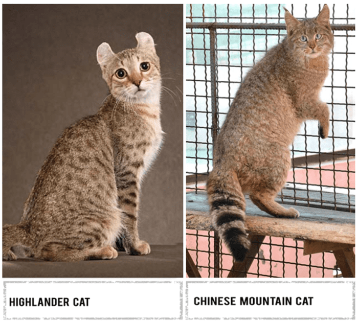 11 Largest Domestic Cat Breeds in the World - HubPages