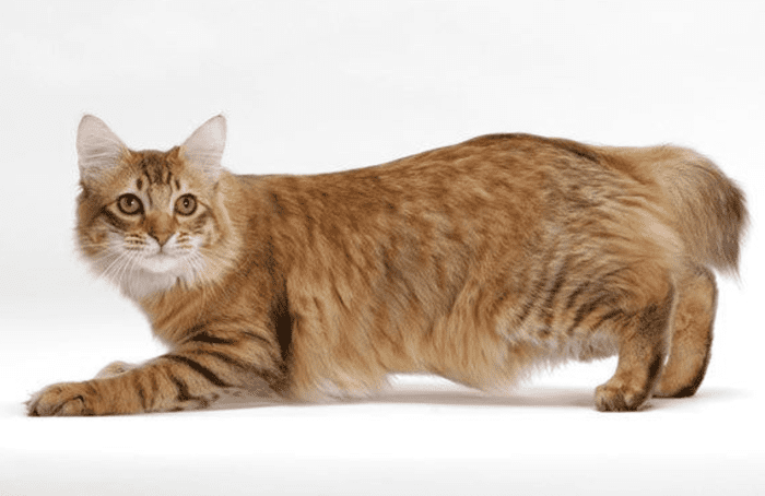 11 Bobtail Cat Breeds: The Cats With a Short Tail or No Tail - HubPages
