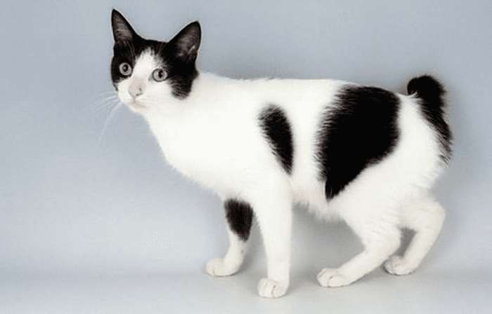11 Bobtail Cat Breeds: The Cats With a Short Tail or No Tail - HubPages