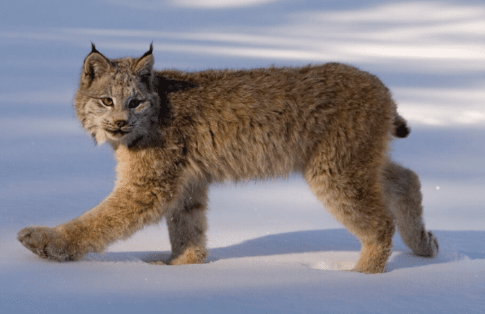 11 Bobtail Cat Breeds: The Cats With a Short Tail or No Tail - HubPages