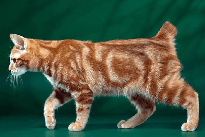 11 Bobtail Cat Breeds: The Cats With a Short Tail or No Tail - HubPages