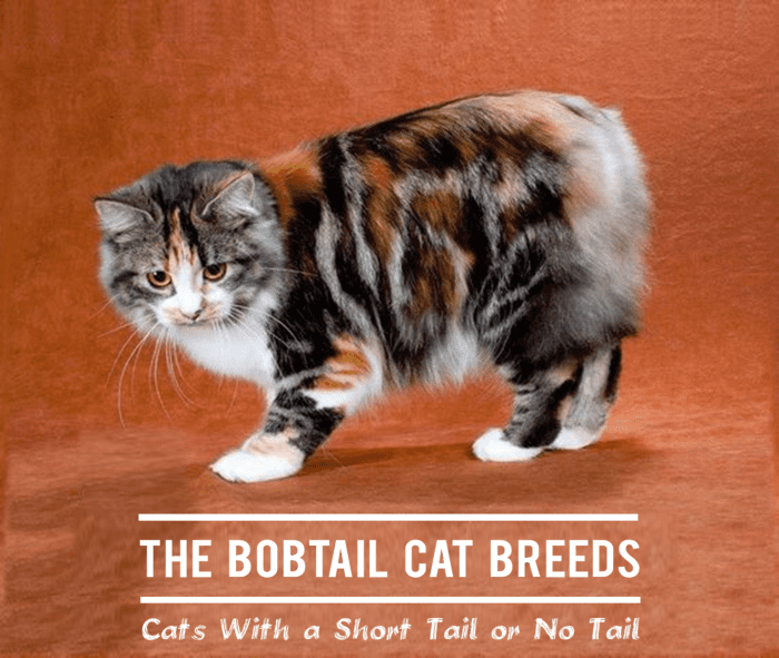 11 Bobtail Cat Breeds: The Cats With a Short Tail or No Tail - HubPages