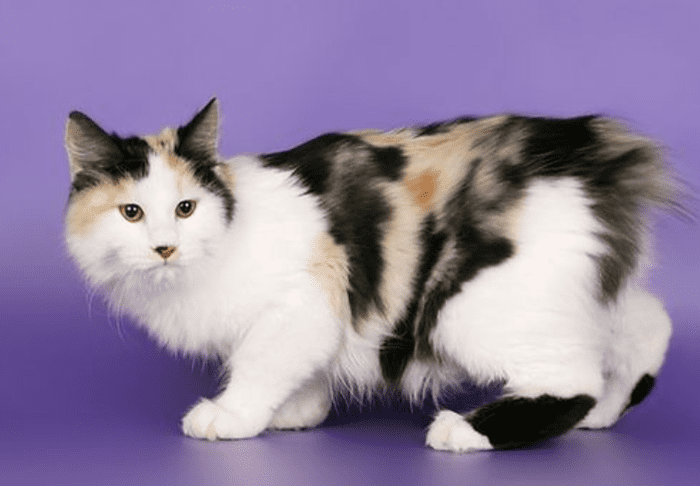 11 Bobtail Cat Breeds: The Cats With a Short Tail or No Tail - HubPages
