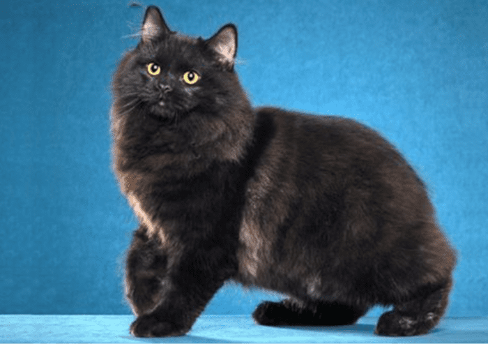 11 Bobtail Cat Breeds: The Cats With a Short Tail or No Tail - HubPages
