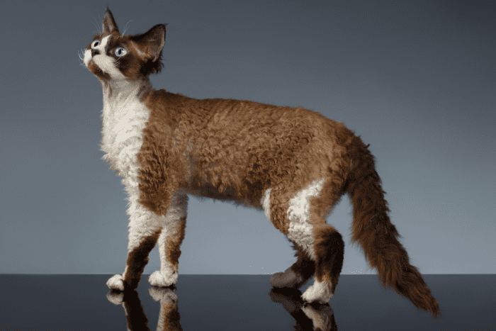 11 Curly-Haired Cat Breeds - HubPages
