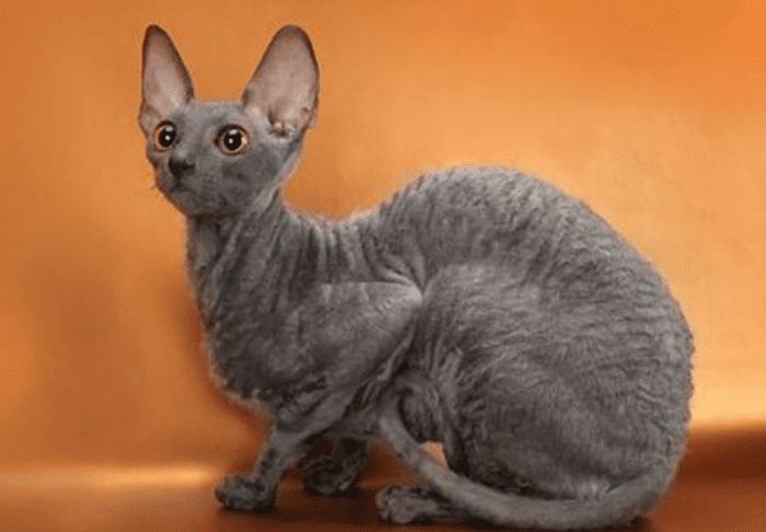 11 Curly-Haired Cat Breeds - HubPages