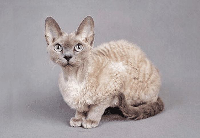 11 Curly-Haired Cat Breeds - HubPages