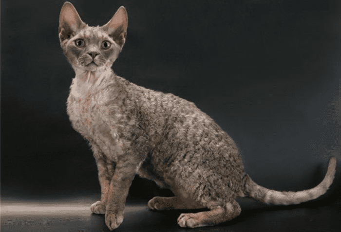 11 Curly-Haired Cat Breeds - HubPages