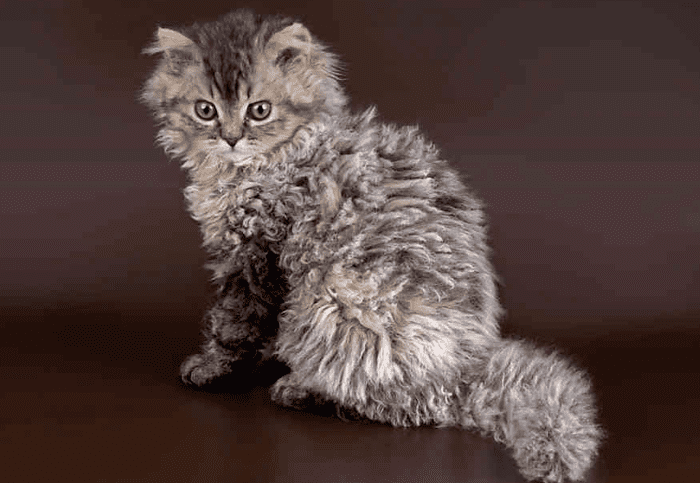 11 Curly-Haired Cat Breeds - HubPages
