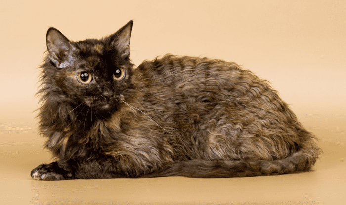 11 Curly-Haired Cat Breeds - HubPages