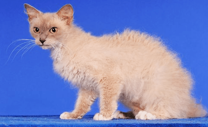 11 Curly-Haired Cat Breeds - HubPages