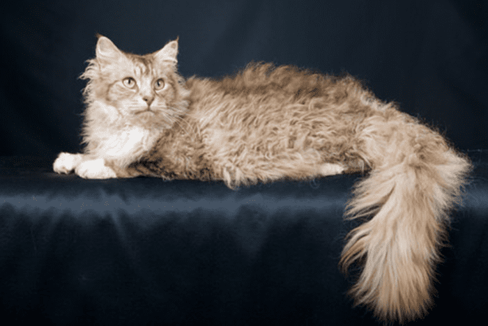 11 Curly-Haired Cat Breeds - HubPages