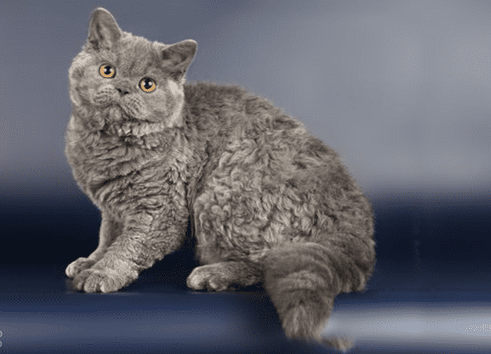 11 Curly-Haired Cat Breeds - HubPages