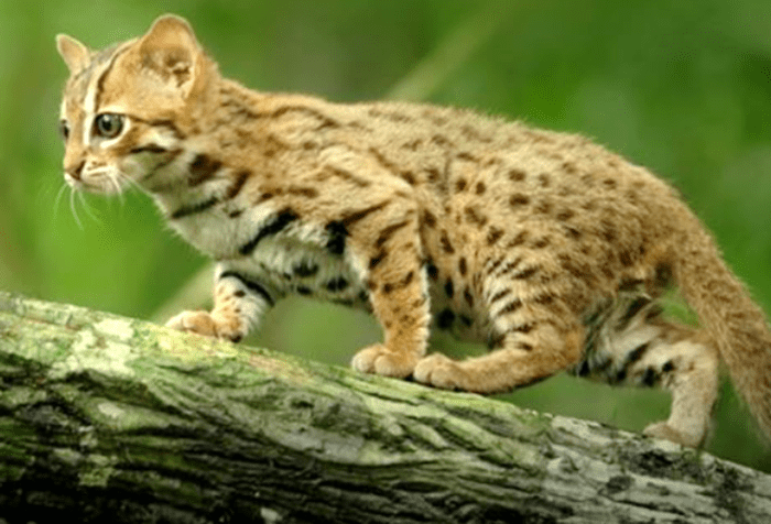 11 Smallest Cat Breeds in the World - HubPages