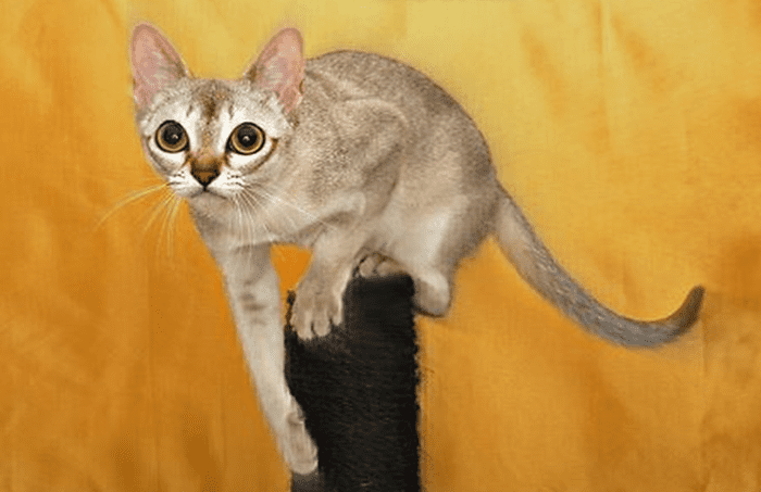 11 Smallest Cat Breeds in the World - HubPages
