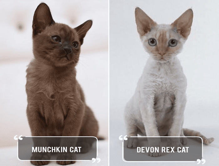 11 Smallest Cat Breeds in the World - HubPages