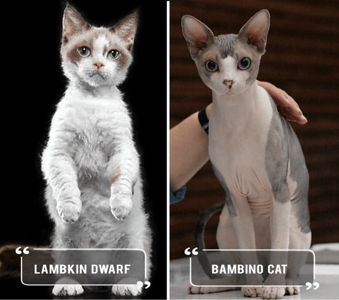 11 Smallest Cat Breeds in the World - HubPages