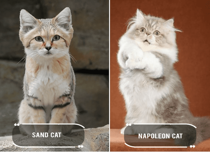 11 Smallest Cat Breeds in the World - HubPages