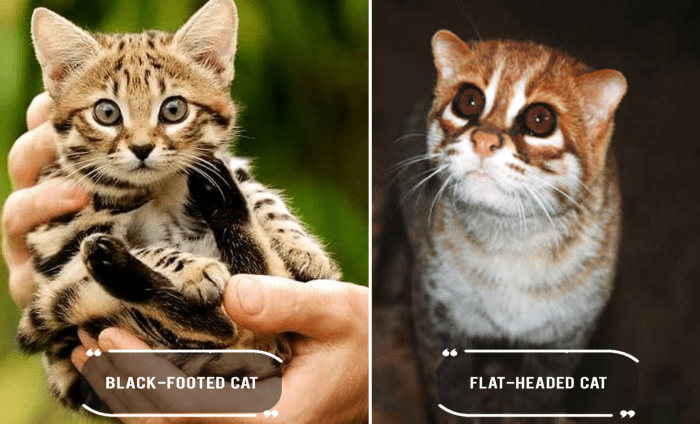 11 Smallest Cat Breeds in the World - HubPages