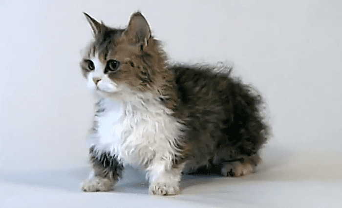 11 Smallest Cat Breeds in the World - HubPages