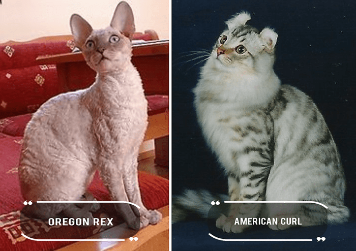 11 Smallest Cat Breeds in the World - HubPages