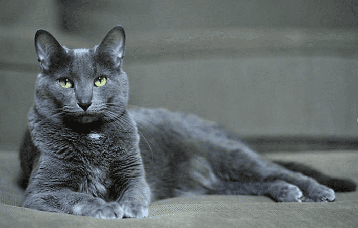 11 Cat Breeds That Bring Good Luck - HubPages